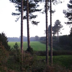 Rendlesham Forest UFO Landings - UFOs Wiki